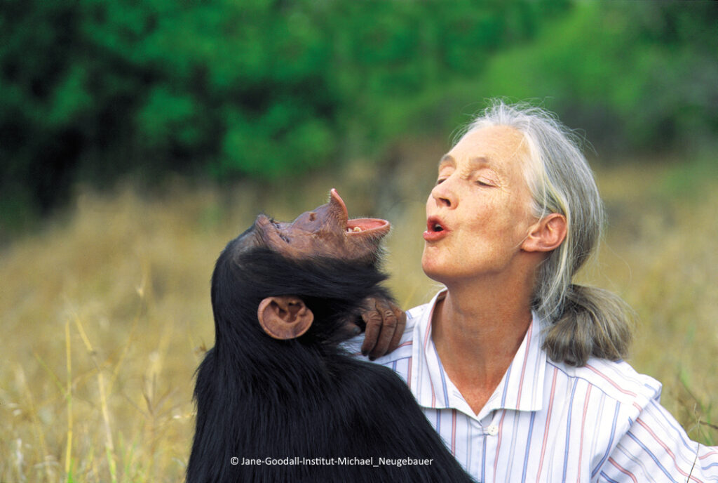 Jane Goodall: wildlife's researcher, animal and nature-protection ...